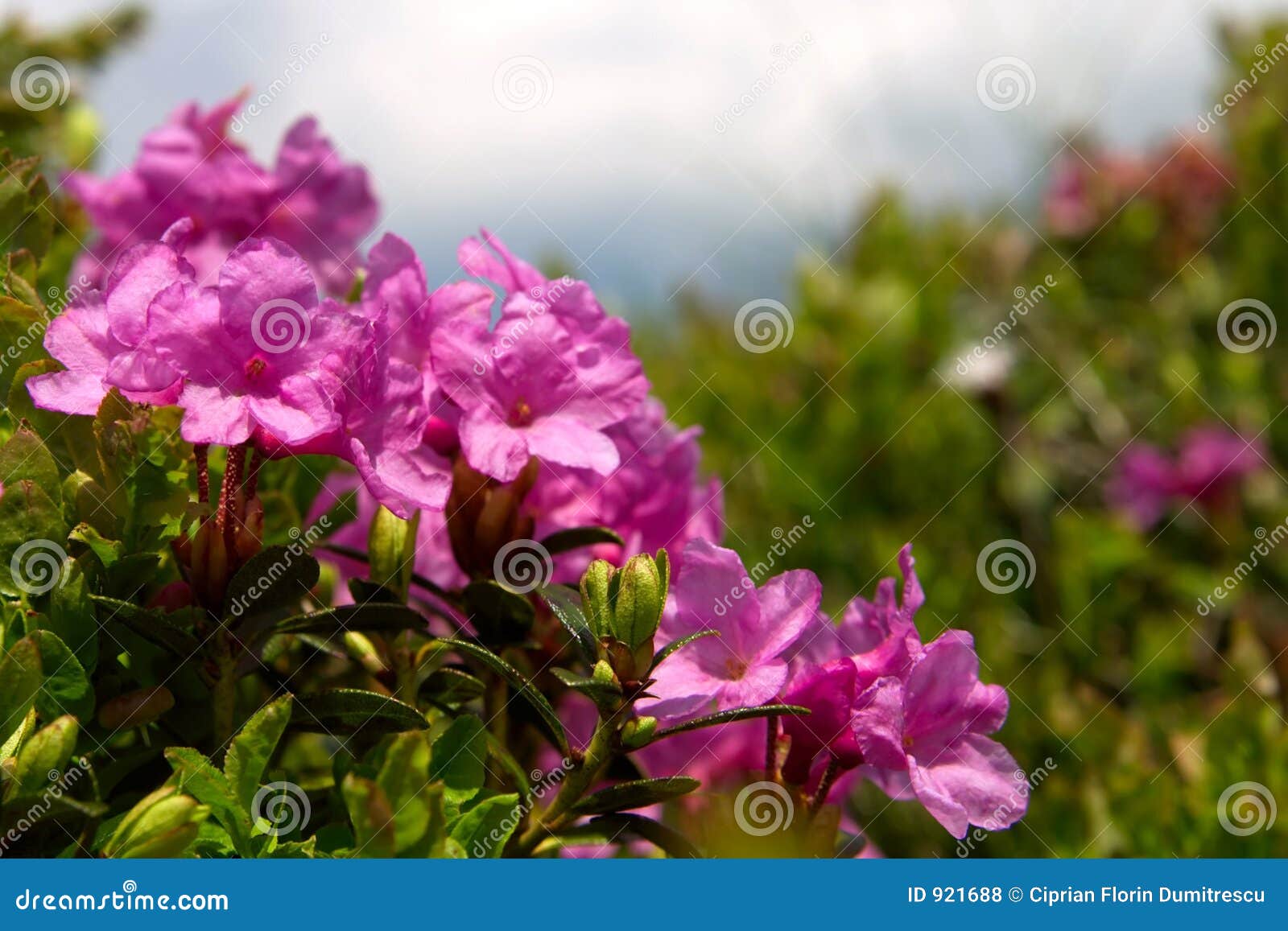 Pink border landscape stock photo. Image of rare, wallpaper - 921688