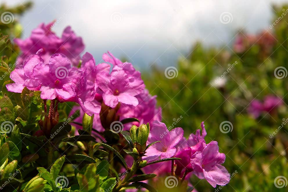Pink border landscape stock photo. Image of rare, wallpaper - 921688