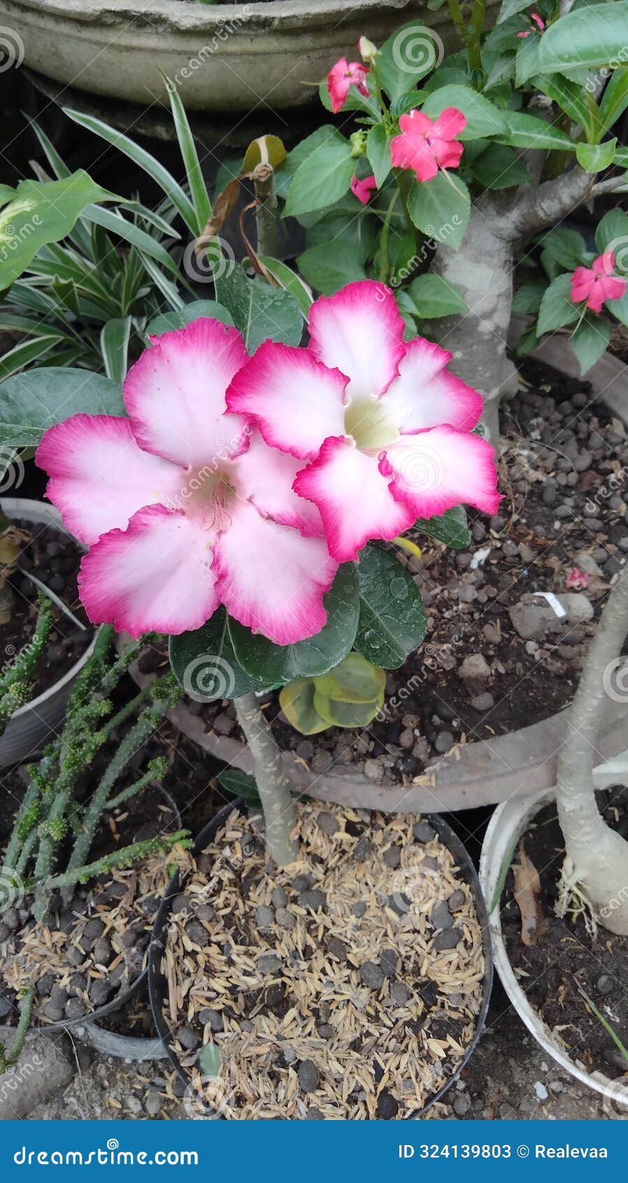 A Pink Bordered White Adenium Flowers Inside the Pack Stock Image ...