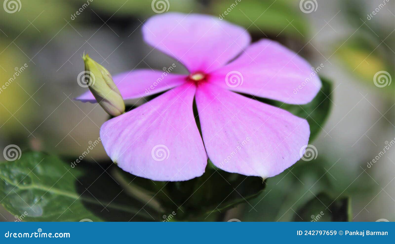 Pink Botam Flower stock image. Image of botam, flower - 242797659