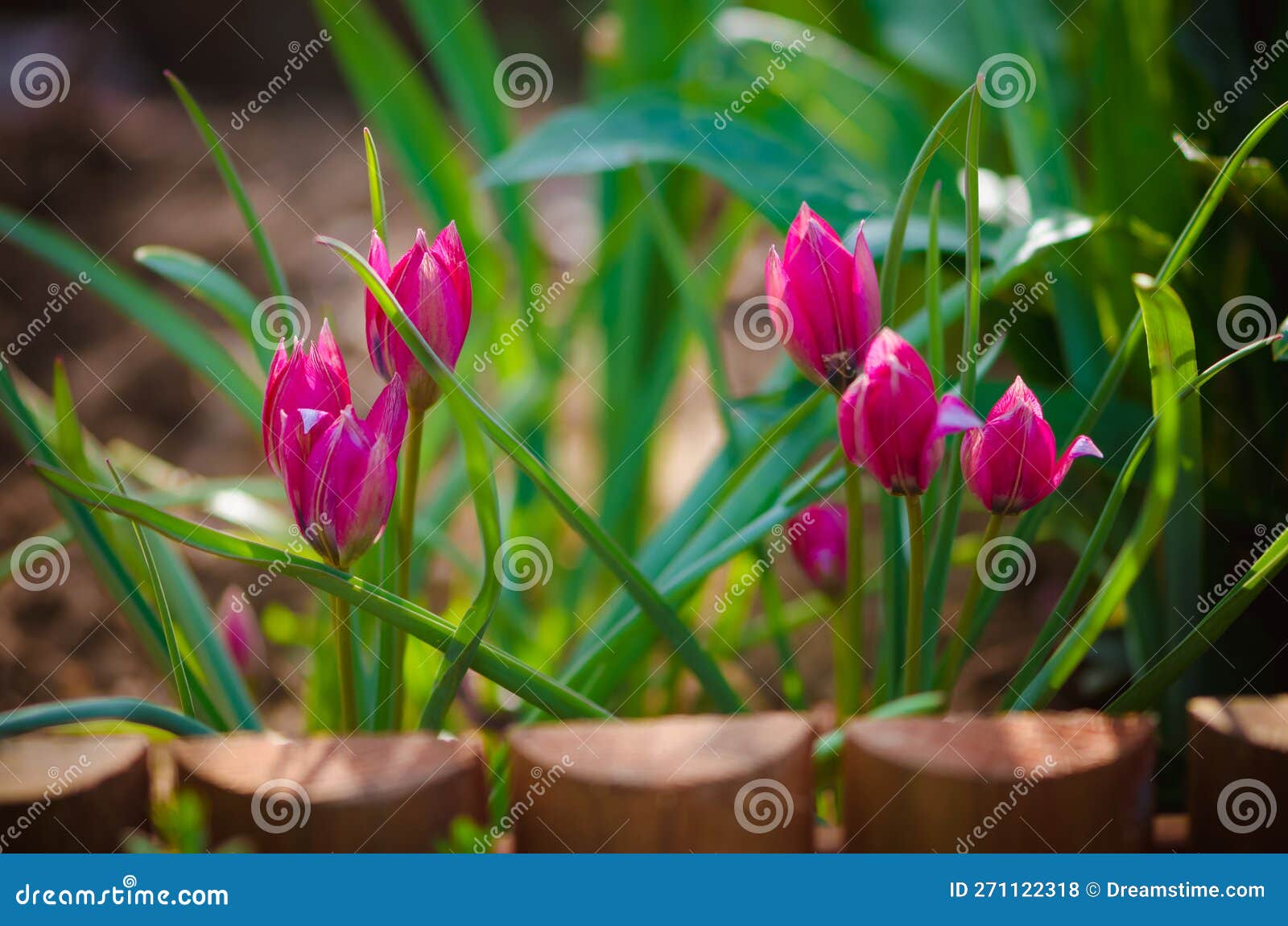 Pink Botanical Tiny Tulips in the Garden Stock Photo - Image of gift ...