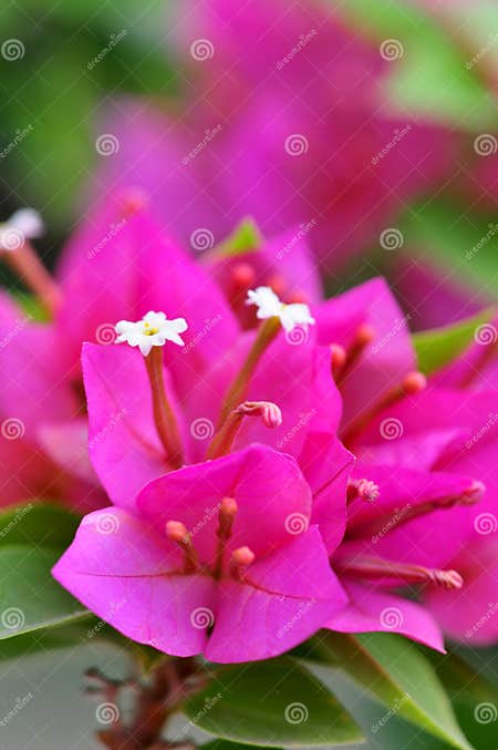 Pink bougainvillea stock image. Image of sunny, magic - 11204563