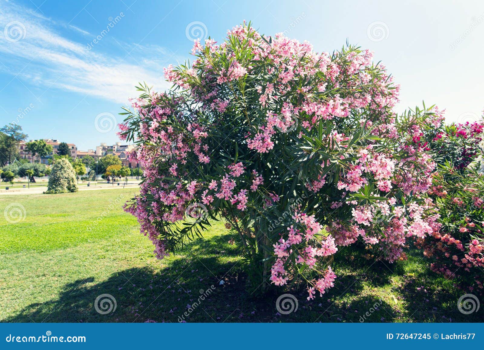 Pink Bougainvillea on tree stock image. Image of nature - 72647245