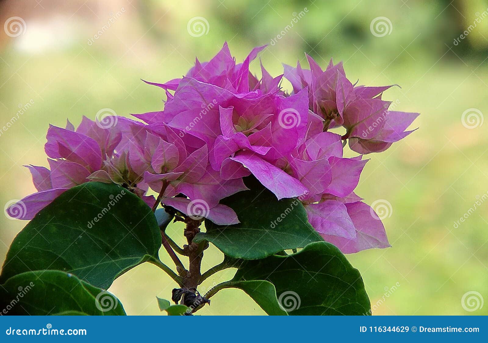 Pink Bougenfil stock image. Image of bougenfil, home - 116344629