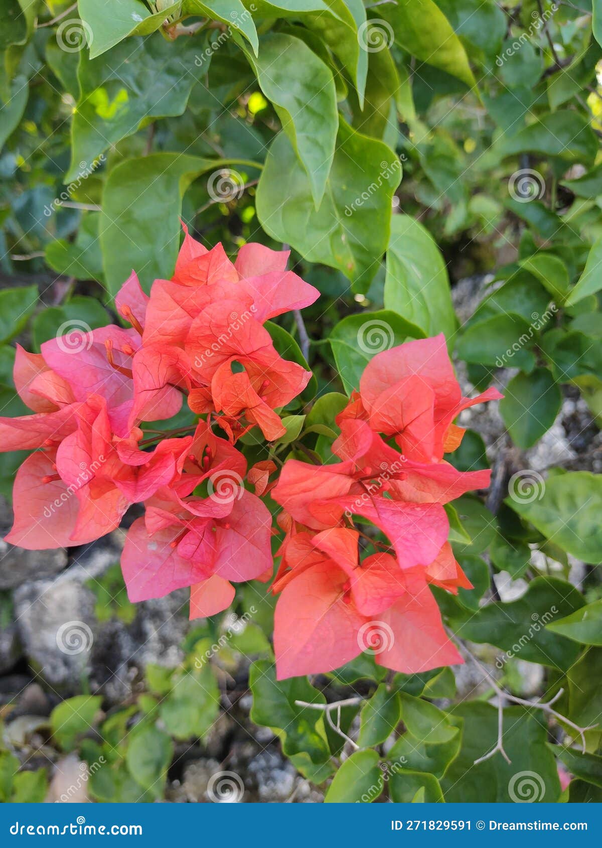 The pink bougenville stock image. Image of bougenville - 271829591