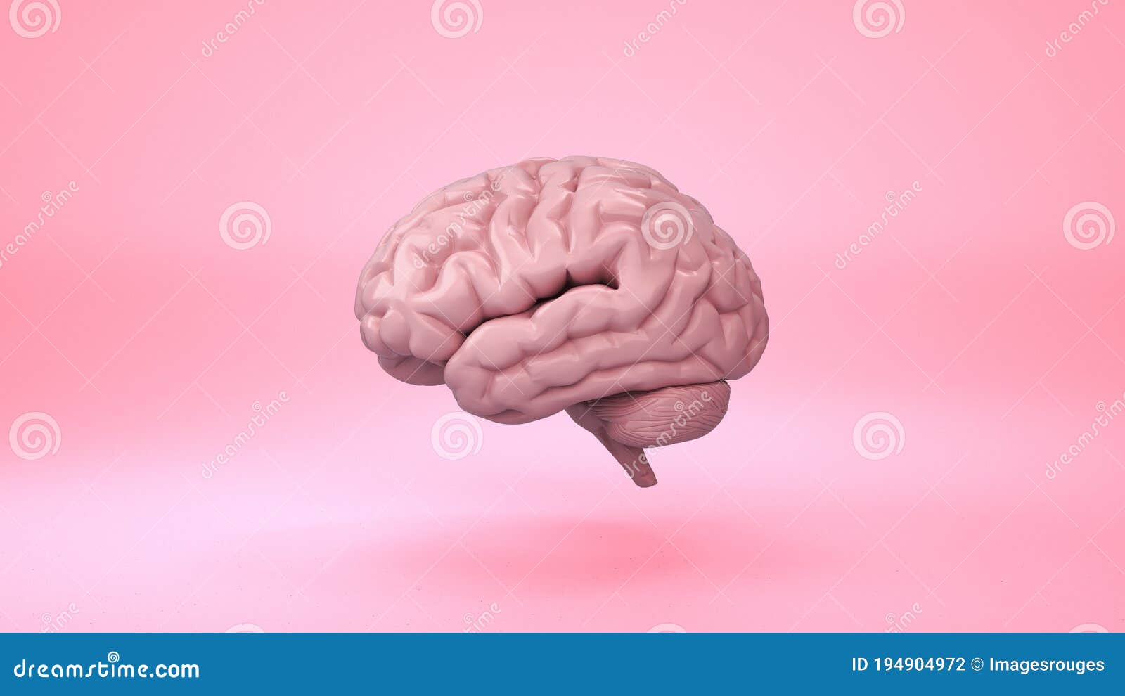 Pink Brain in View Front on Minimal Background. 3d Rendering Stock ...
