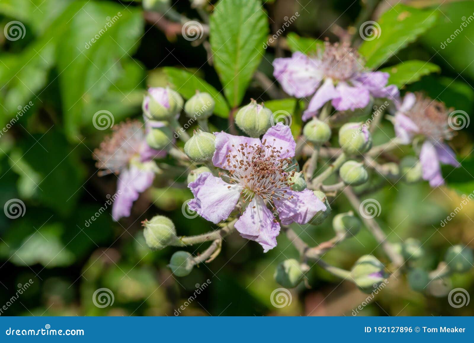 Pink Bramble Rubus Fruticosus Flowers Stock Photo - Image of flowering ...