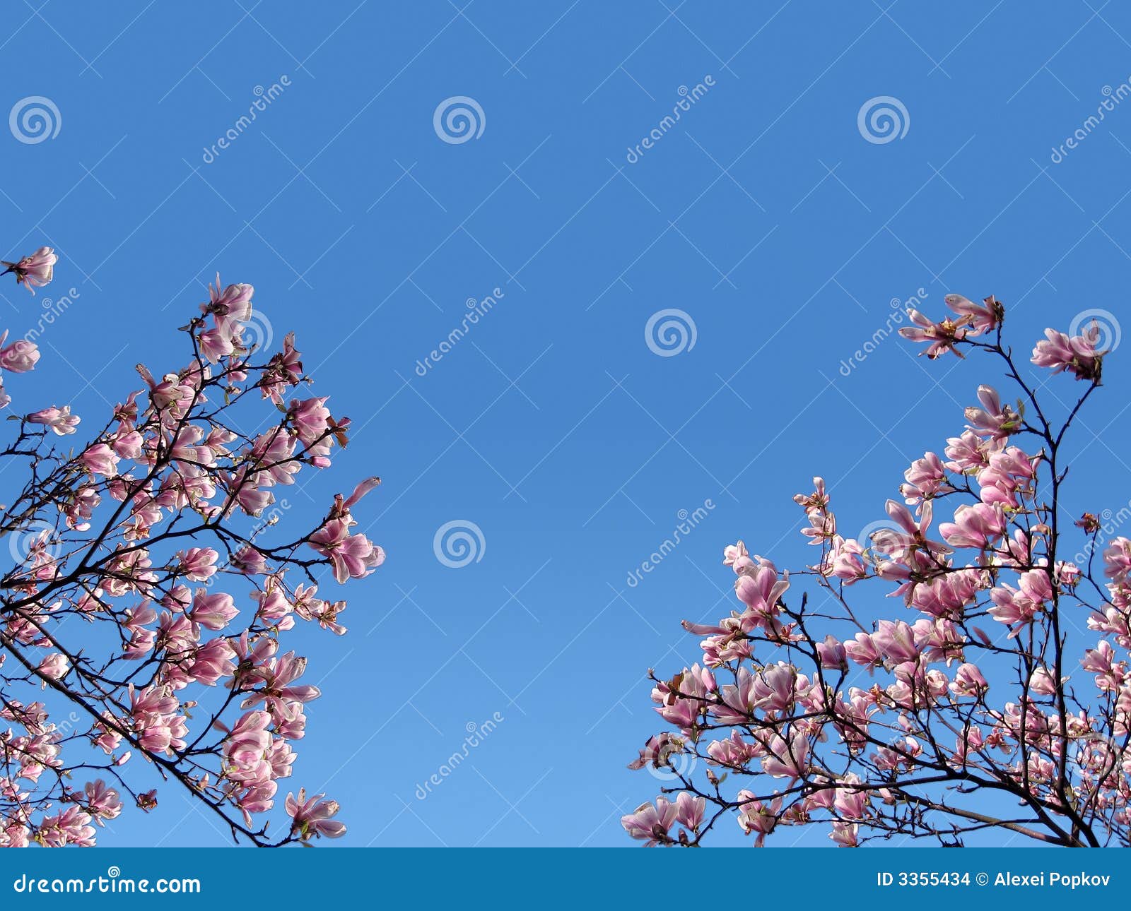 Pink branches stock photo. Image of femininity, cherry - 3355434