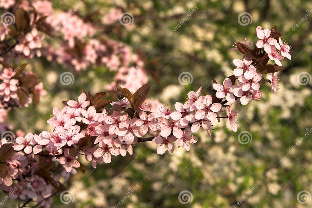 Pink brench stock photo. Image of life, brench, close, blossom - 649002