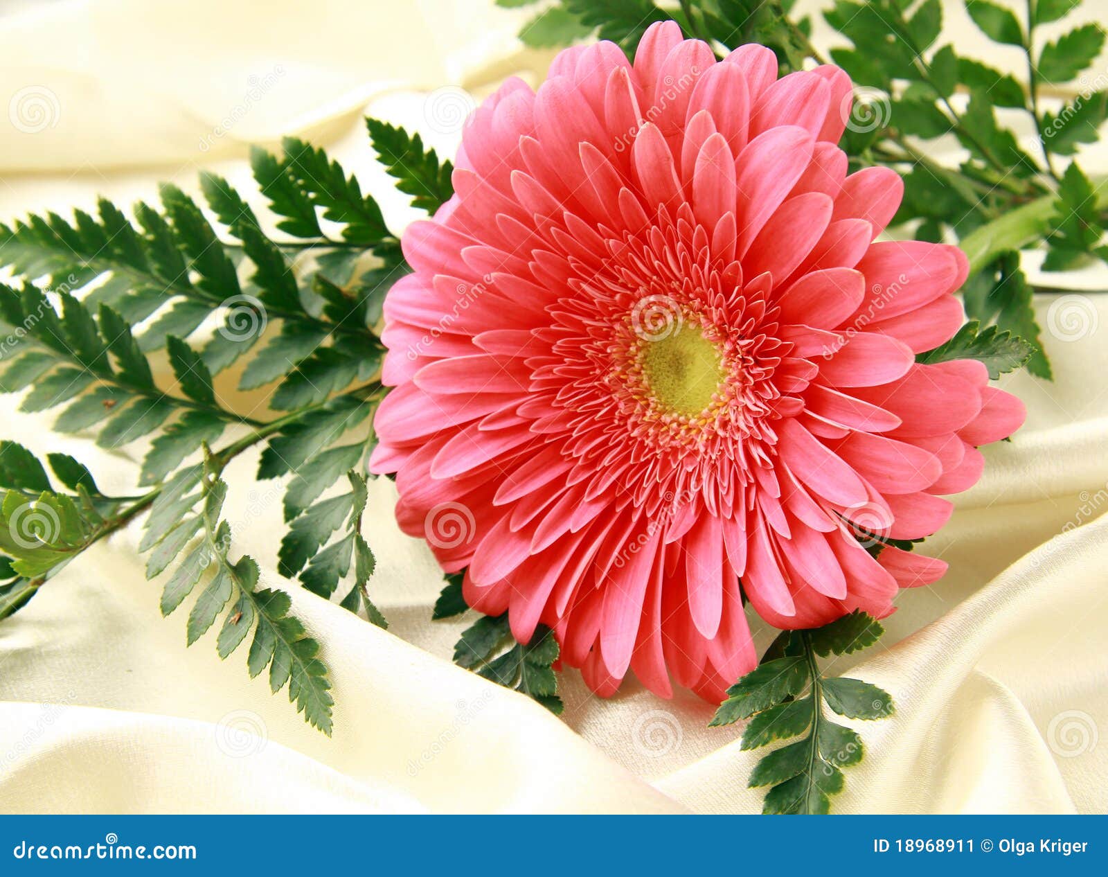Pink Bright Gerbera on a Silk Stock Image - Image of pretty, plant ...