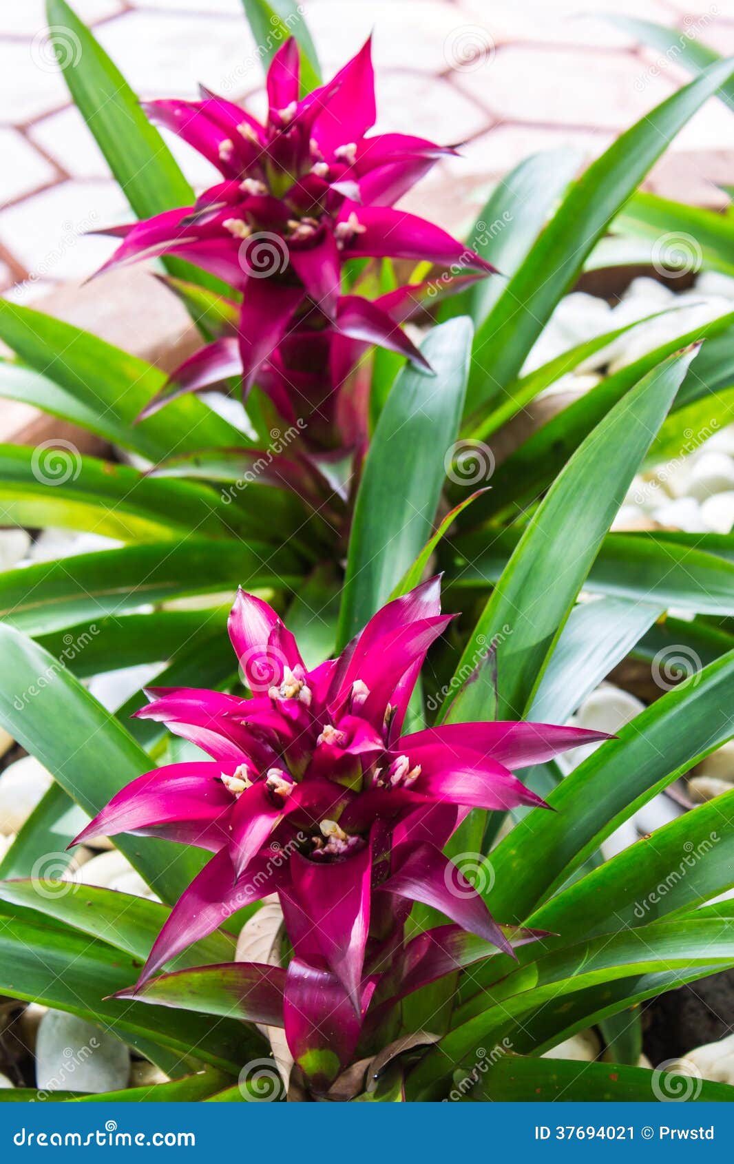 Pink Bromeliad Royalty-Free Stock Photography | CartoonDealer.com #37694021