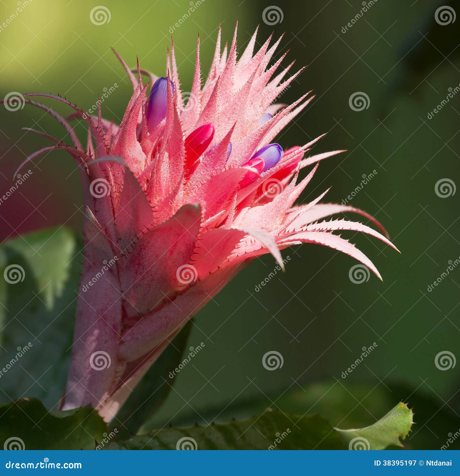 Pink bromeliad flower stock image. Image of aechmea, horticulture ...