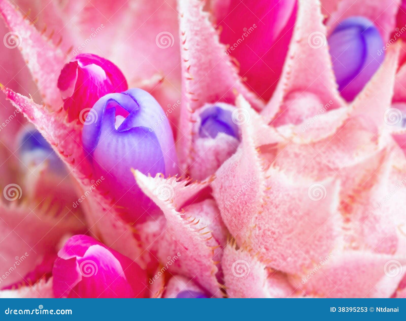 Pink Bromeliad Flower,Aechmea Fasciata, Bromeliaceae. Stock Image ...