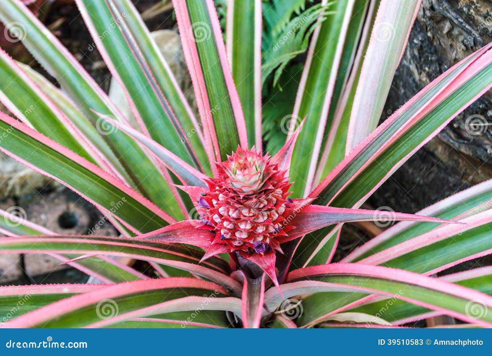 Pink Bromeliad Flower,Aechmea Fasciata, Bromeliaceae. Stock Image ...