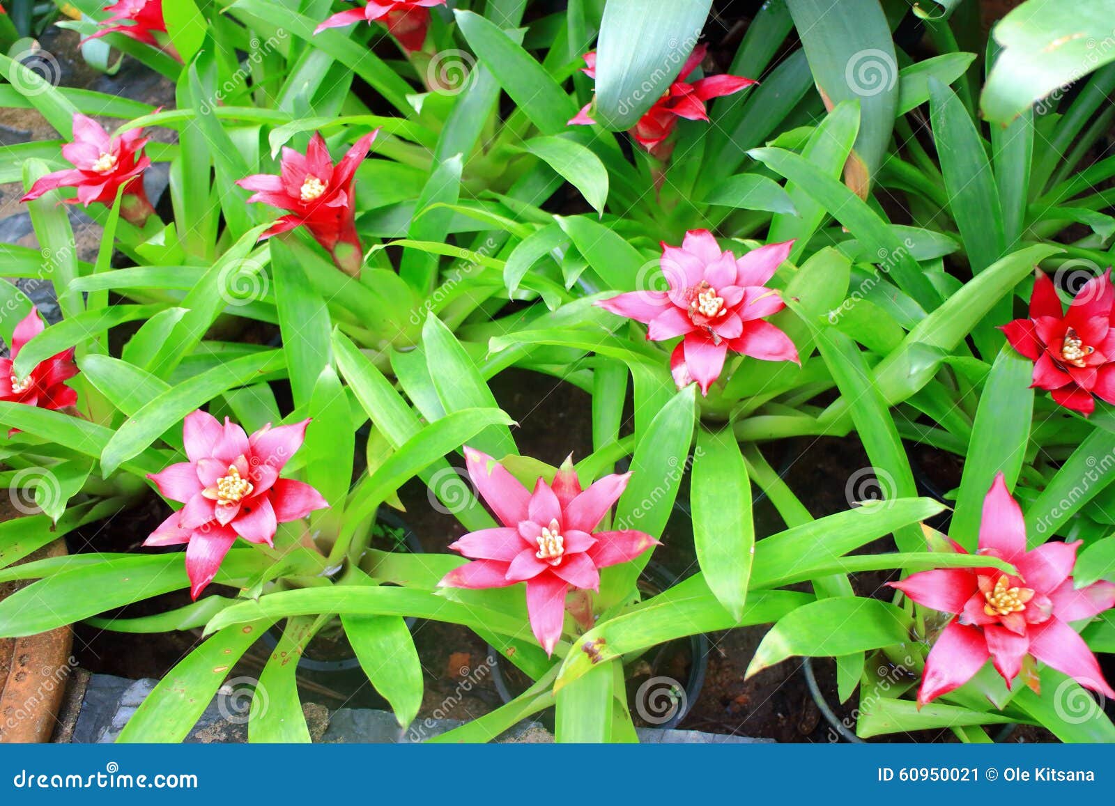Pink bromeliad flower stock image. Image of bromeliad - 60950021