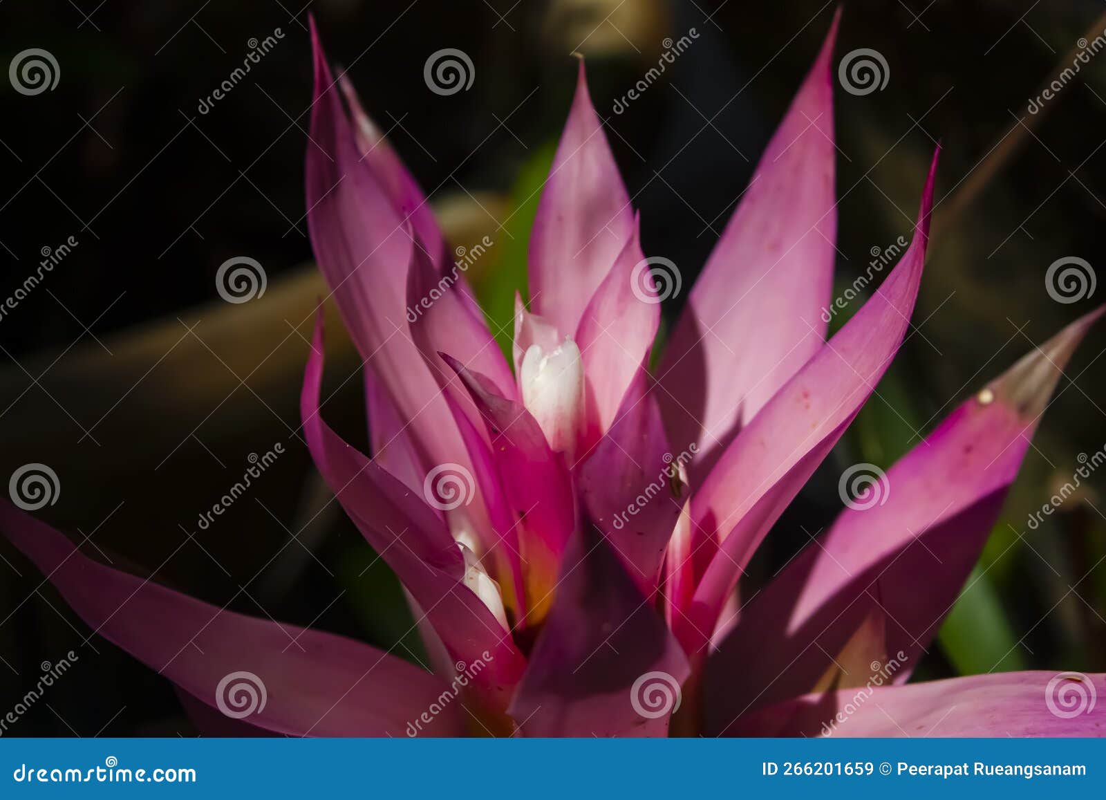 Pink Bromeliad Flowers in the Tropical Garden. Stock Image - Image of ...