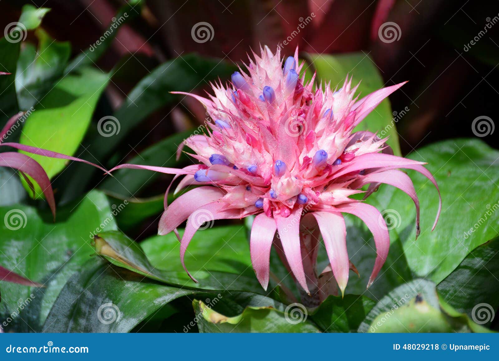 Pink Bromeliad in the Garden. Stock Photo - Image of aechmea, spring ...
