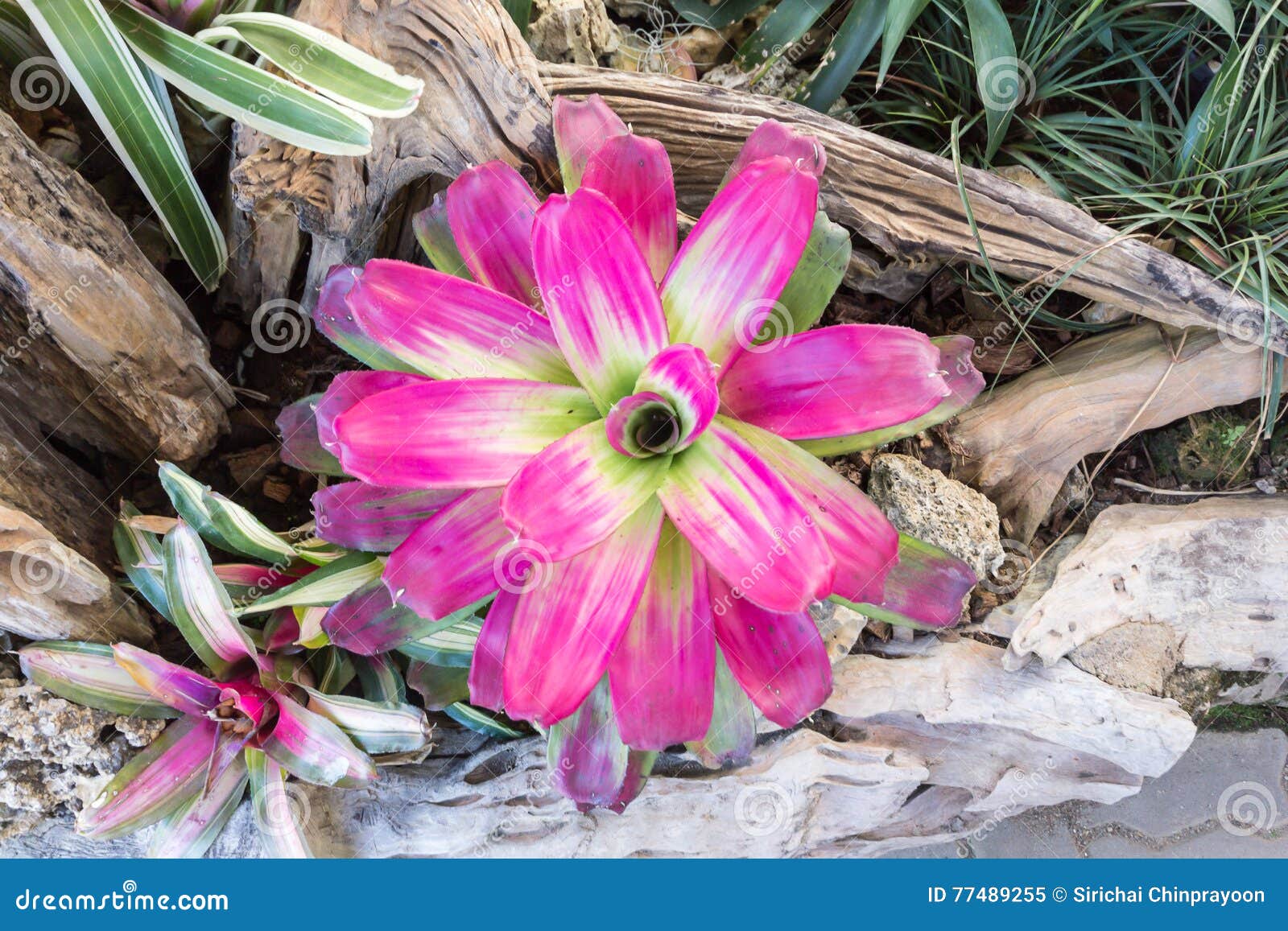 Pink Bromeliad in the Garden Stock Image - Image of tropical, blossom ...