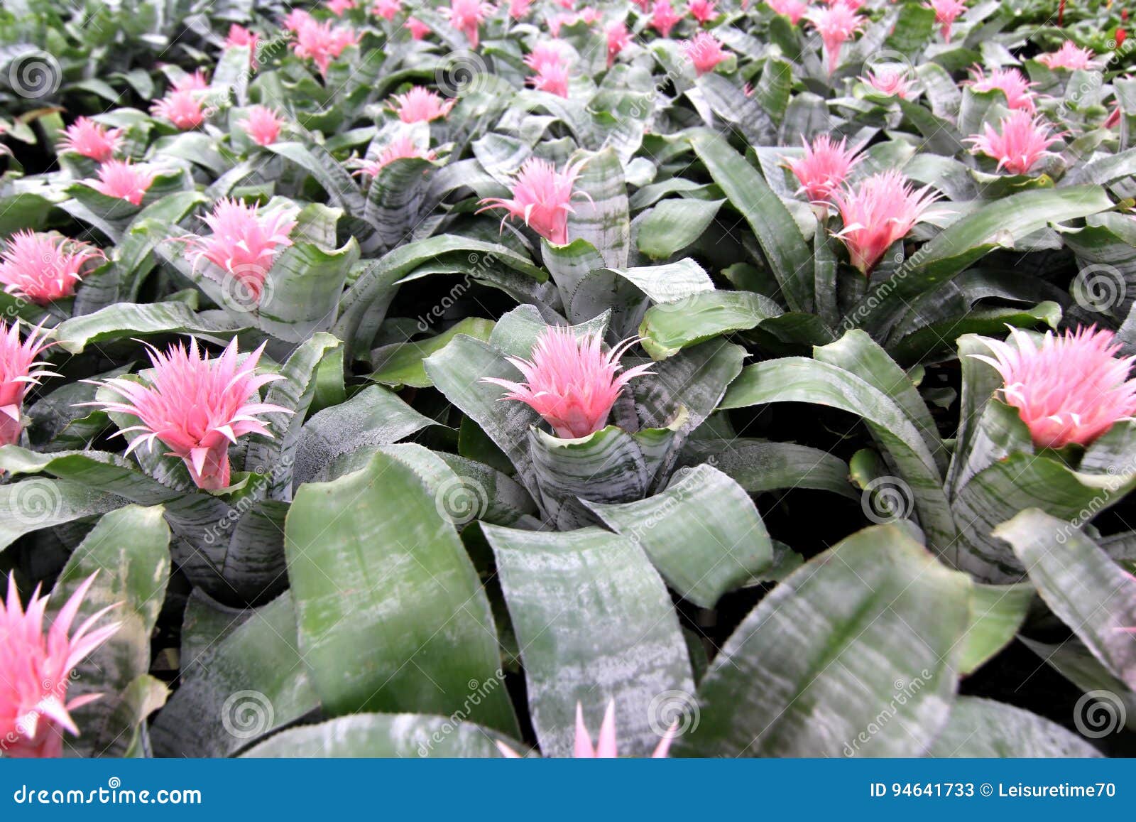 Pink Bromeliad Guzmania Magnifica Flower Stock Image - Image of closeup ...