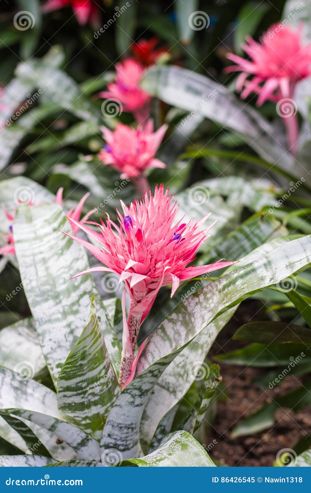 Pink Bromeliad with Leaves in Garden Stock Image - Image of background ...