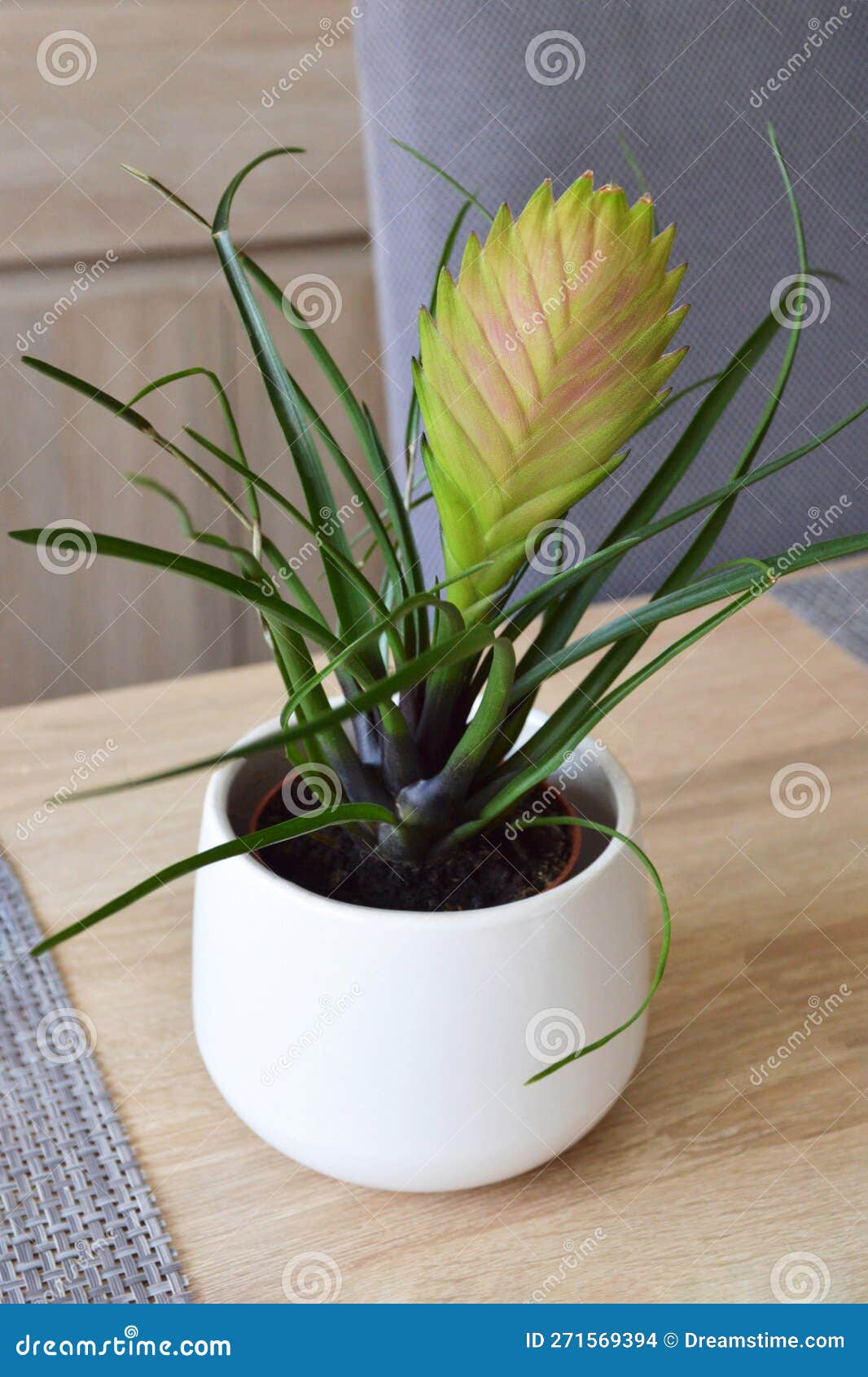 Pink Bromeliad Plant in the Pot Stock Photo - Image of botanical, green ...