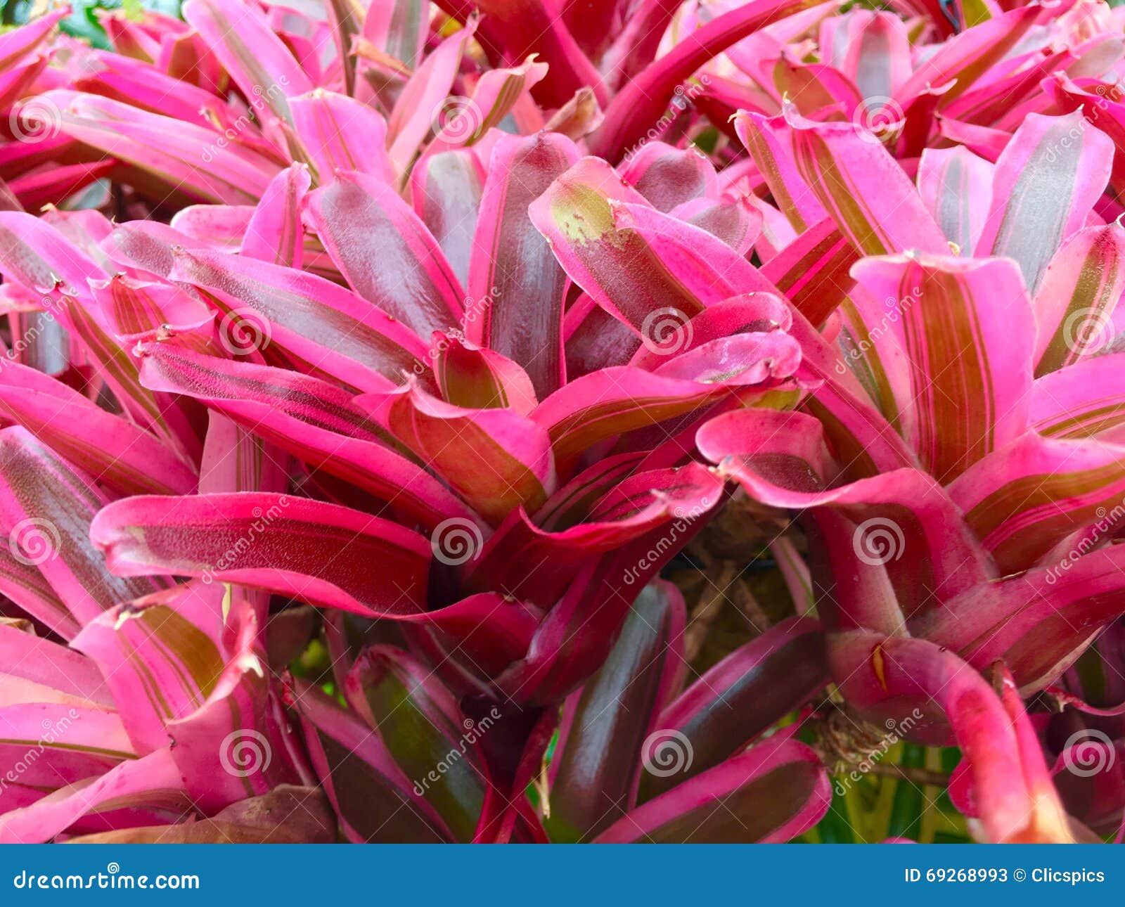 Pink Bromeliad stock image. Image of bromeliads, garden - 69268993