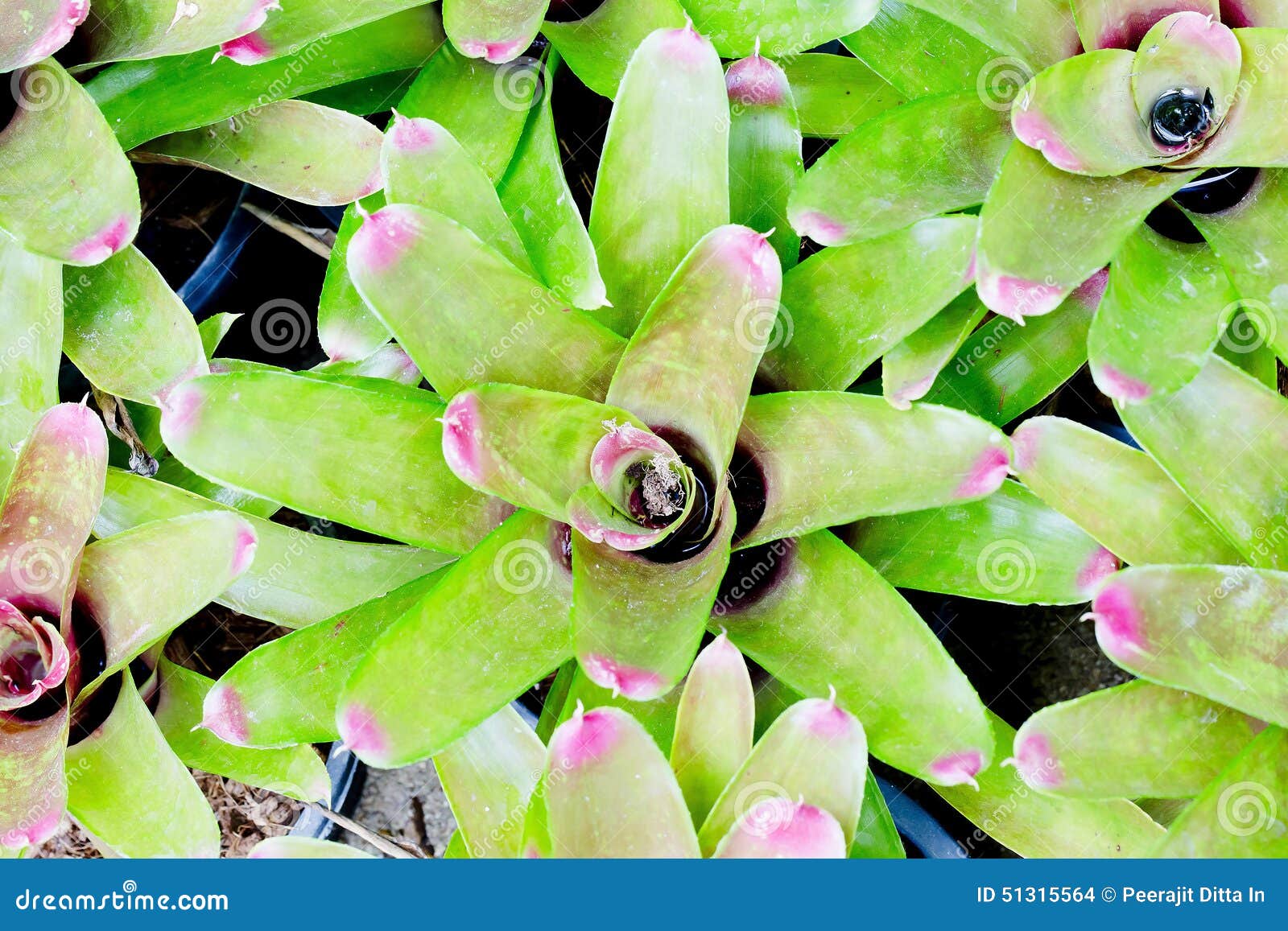 Pink Bromeliads Flower. Royalty-Free Stock Photography | CartoonDealer ...