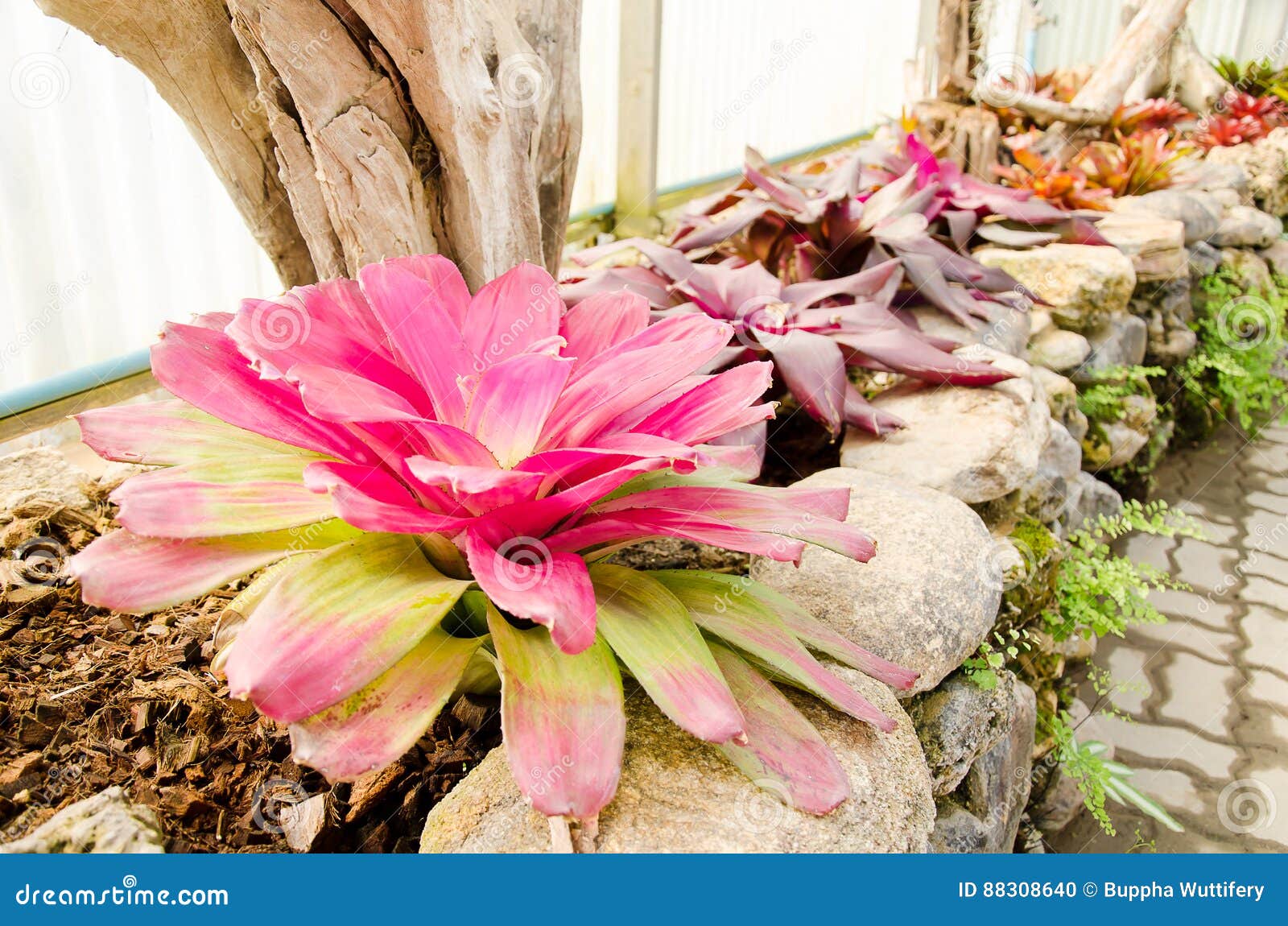 Pink bromeliads stock photo. Image of natural, decoration - 88308640