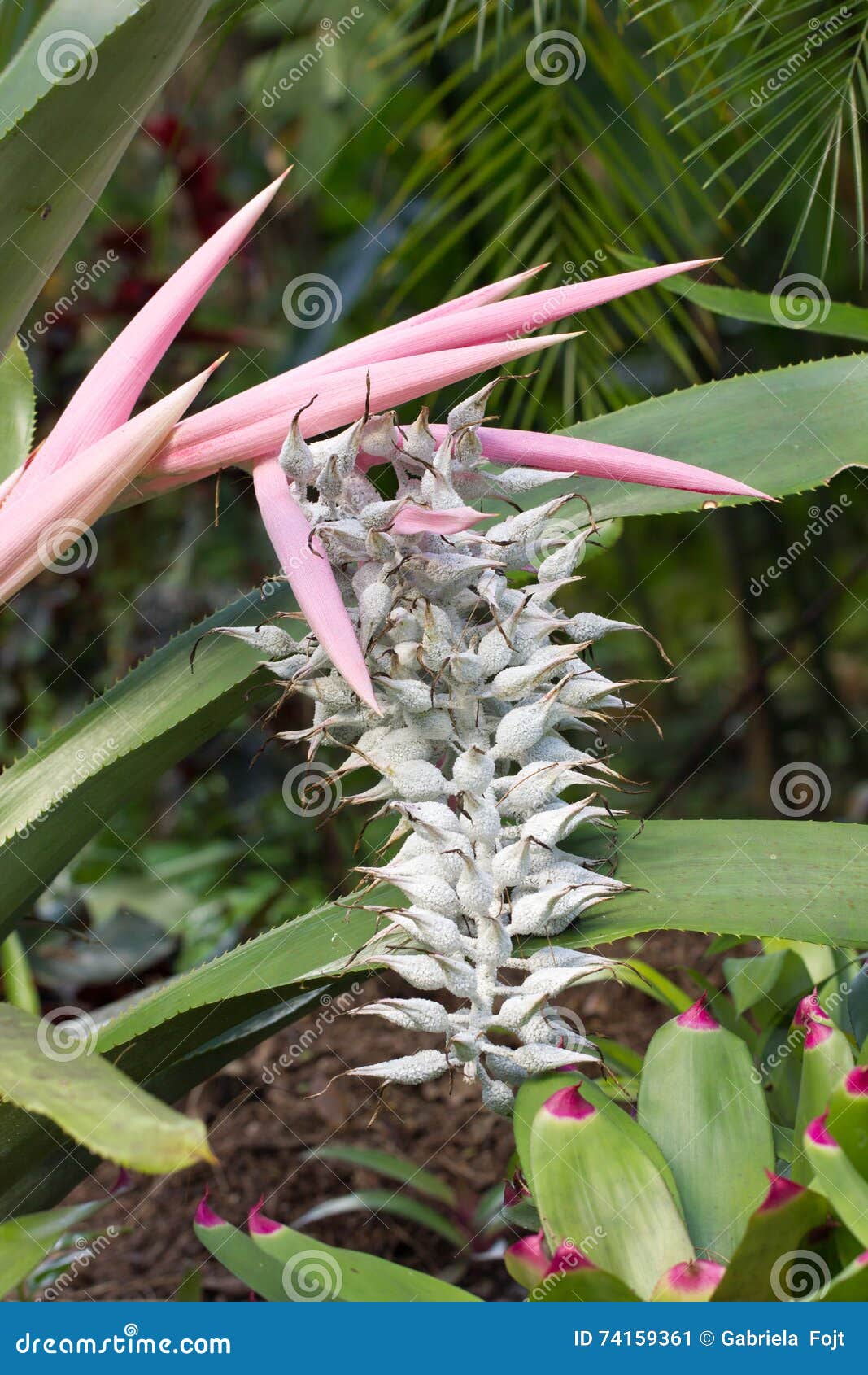 Pink Bromeliads flower stock image. Image of neoregelia - 74159361