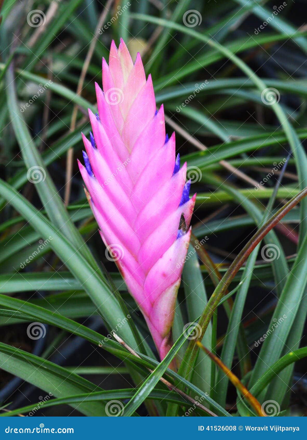 Pink of Bromeliads flower stock photo. Image of botanical - 41526008