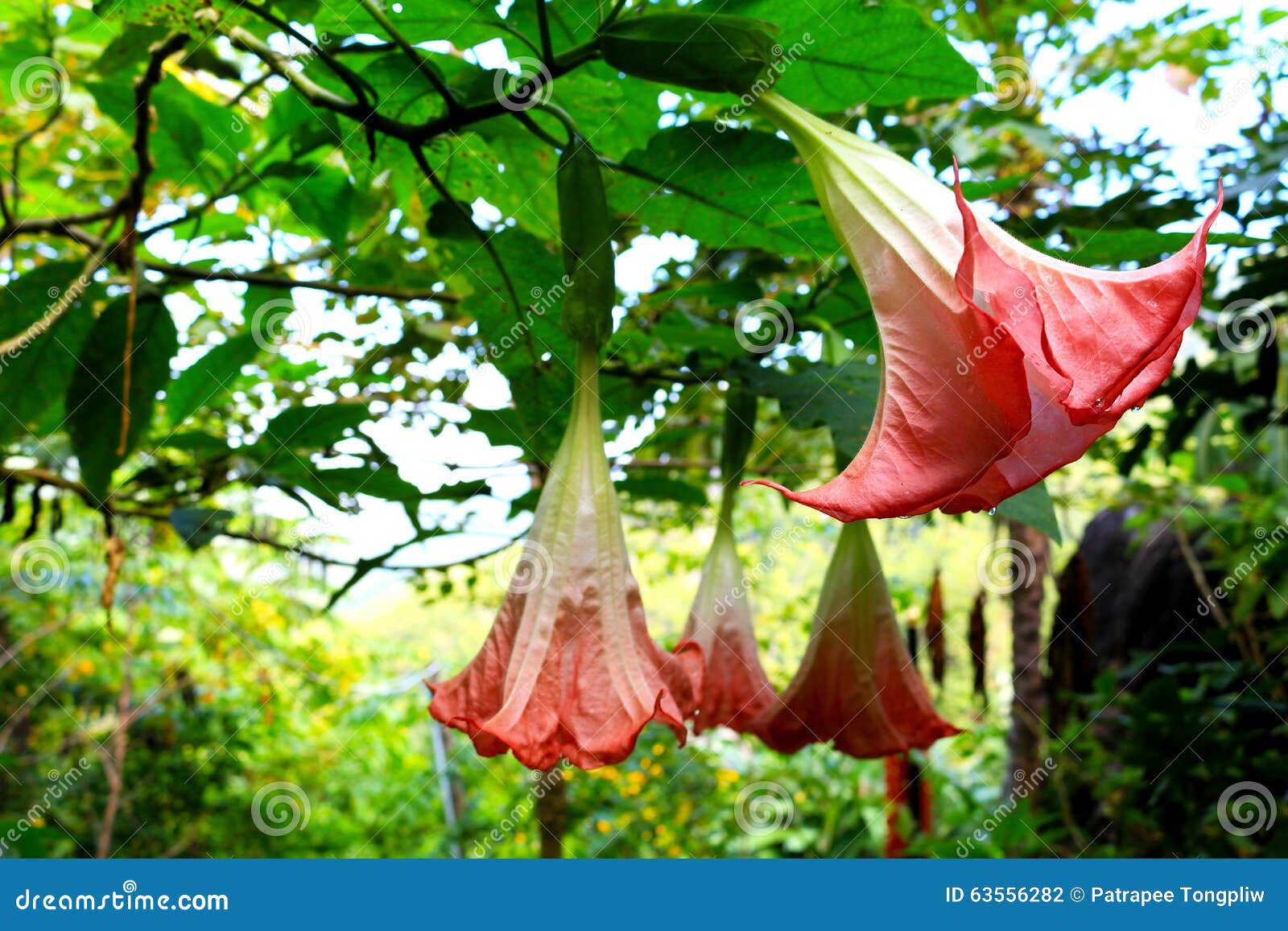 Pink brugmansia stock photo. Image of datura, closeup - 63556282