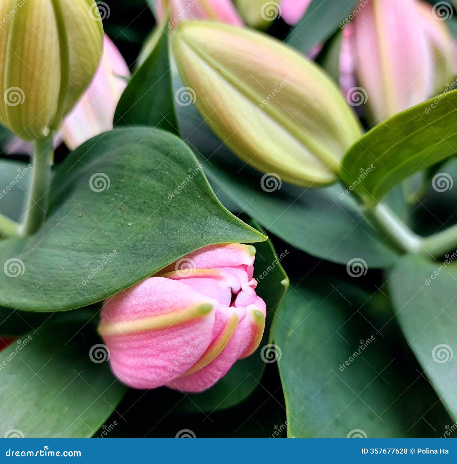 Pink Bud of Lilium Flowering Branch Stock Photo - Image of orchid ...