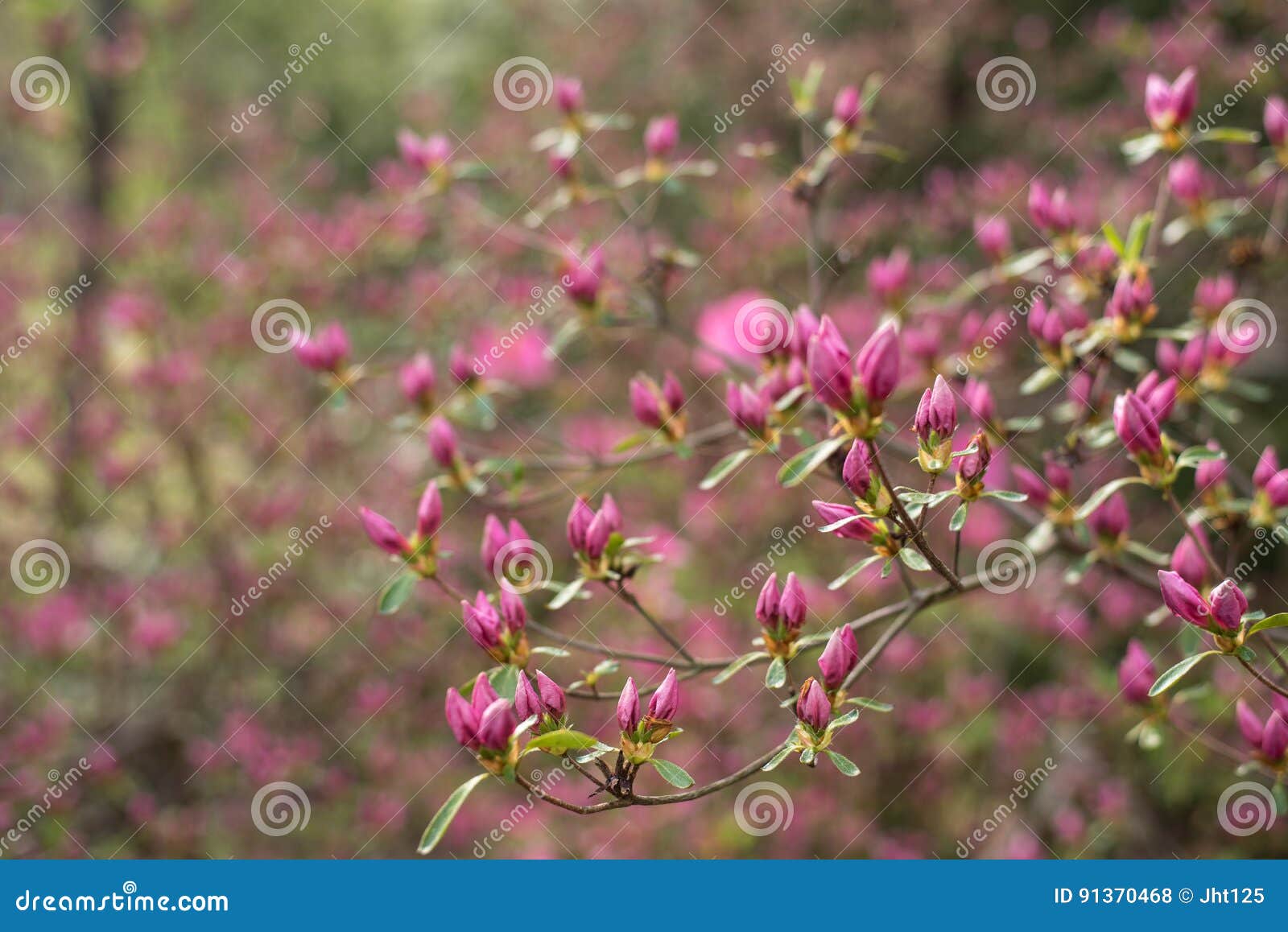 Pink Budding Lotus Flowers On Lotus Leaves Royalty-Free Stock Image ...