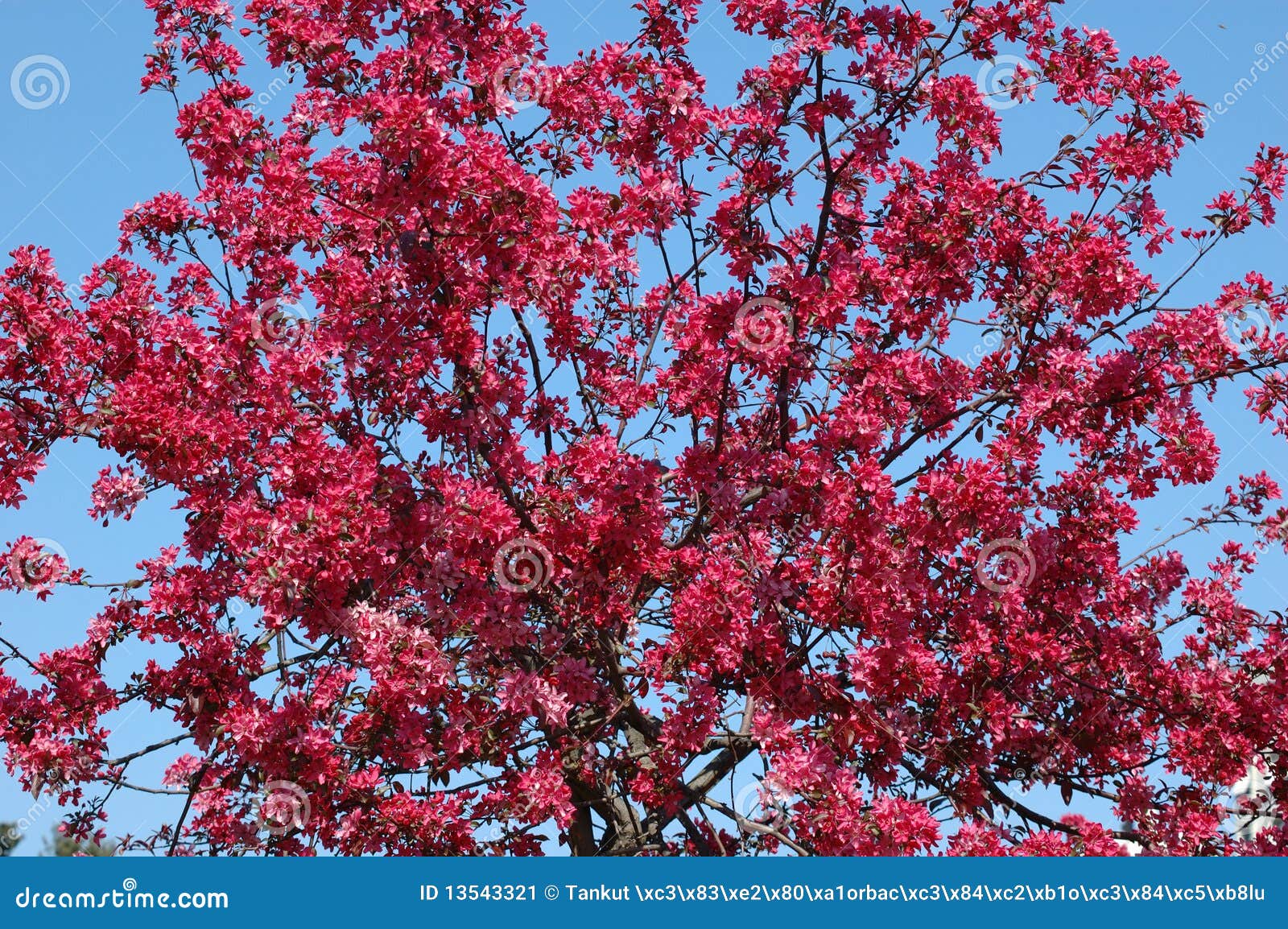 Pink Buds stock image. Image of grow, clear, blue, freshness - 13543321