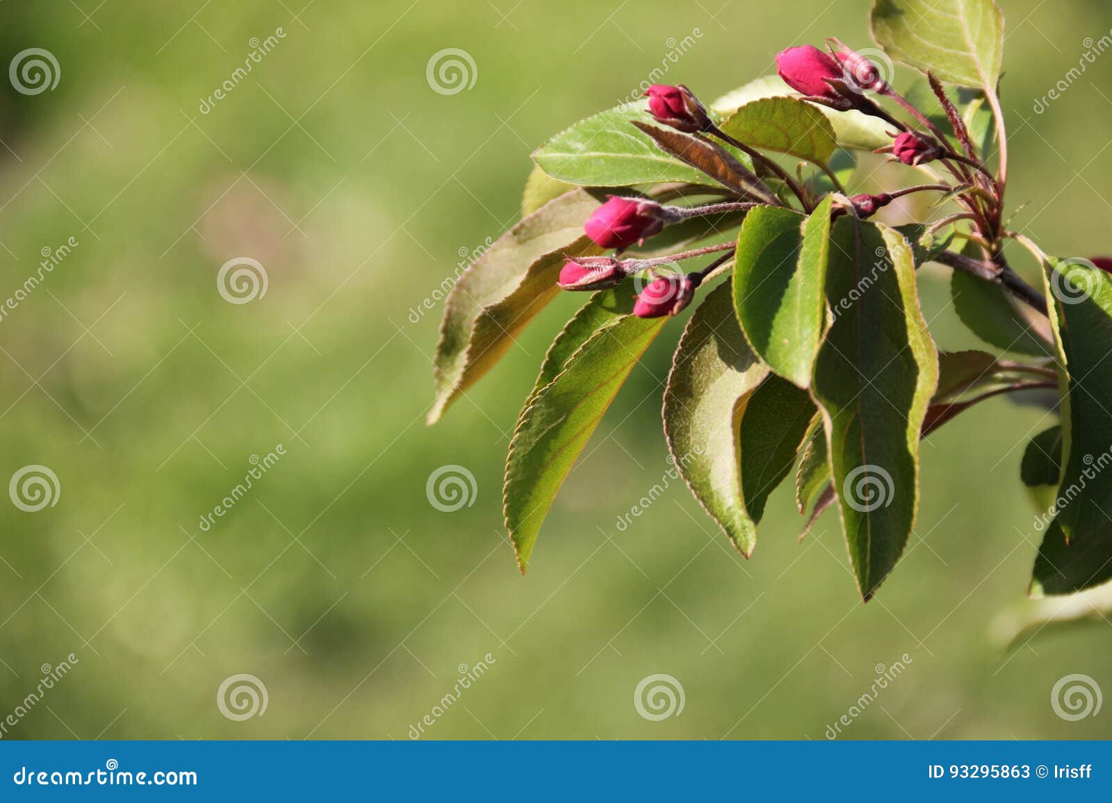 Pink Buds on the Apple Tree Stock Image - Image of apple, buds: 93295863