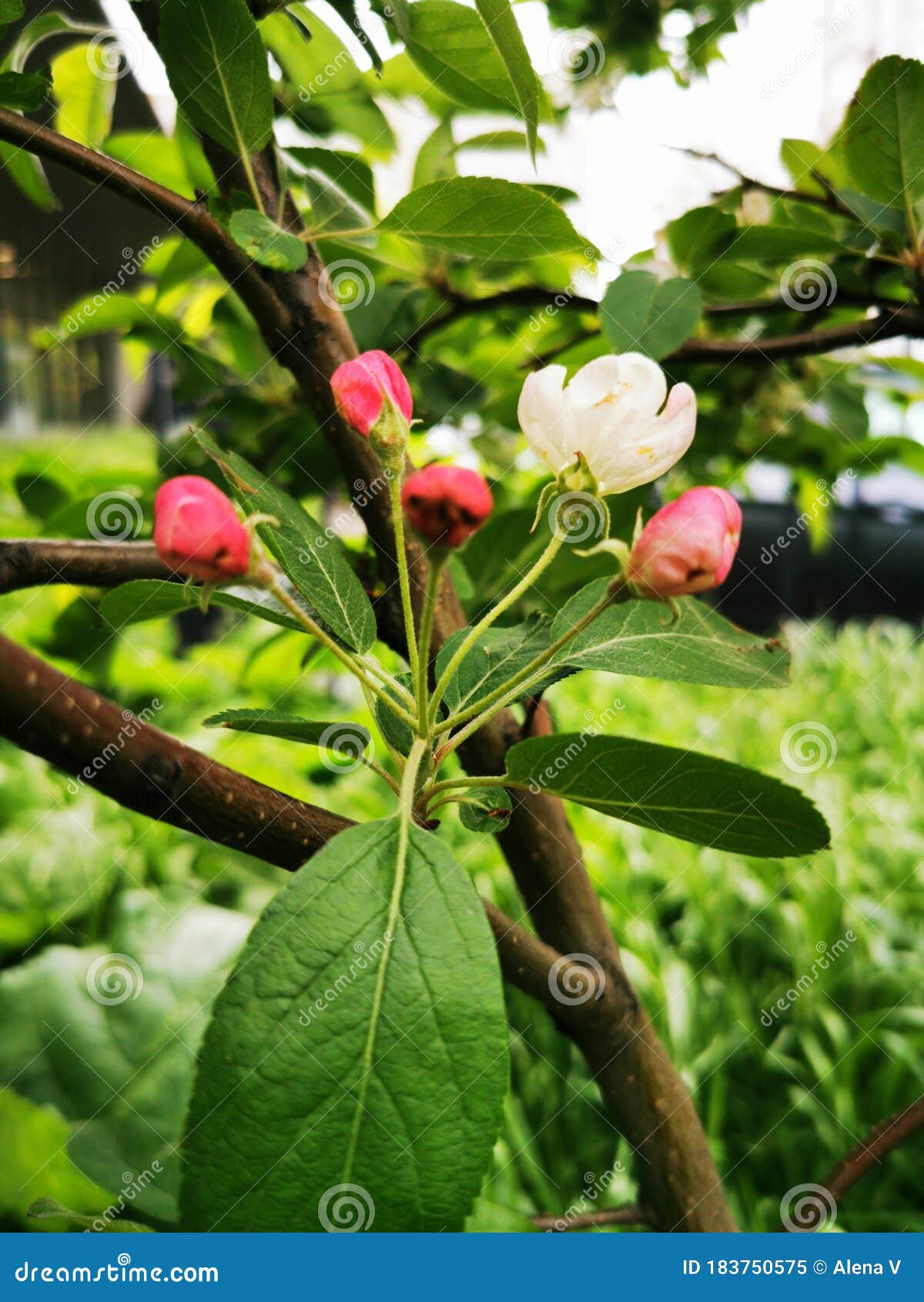 The Pink Buds of Apple Trees in the Spring Stock Image - Image of buds ...