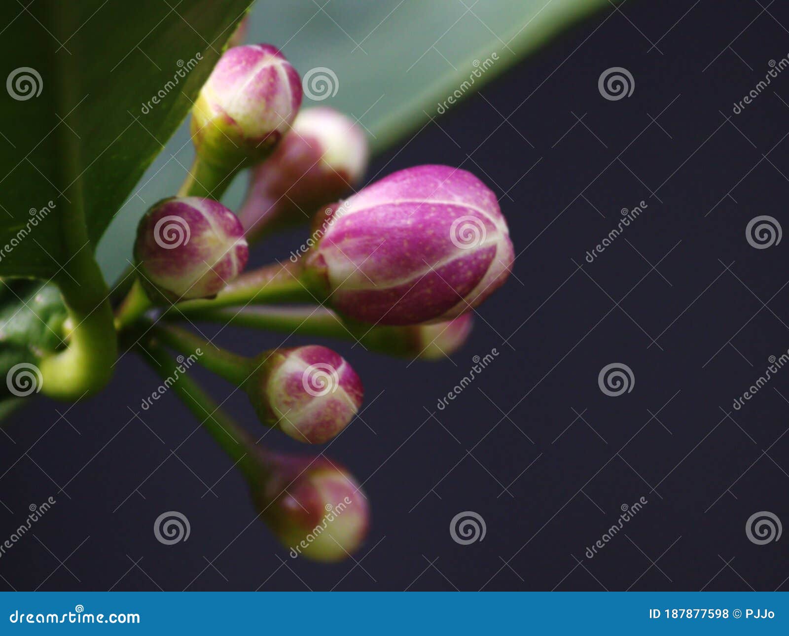 Pink buds of lemon tree stock photo. Image of aloe, dark - 187877598