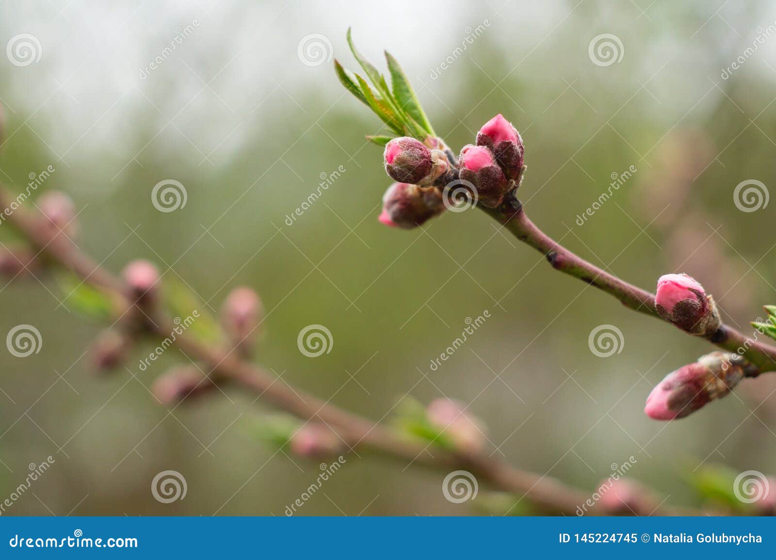 Pink Buds on a Peach Tree Branch Stock Image - Image of plant, bright ...