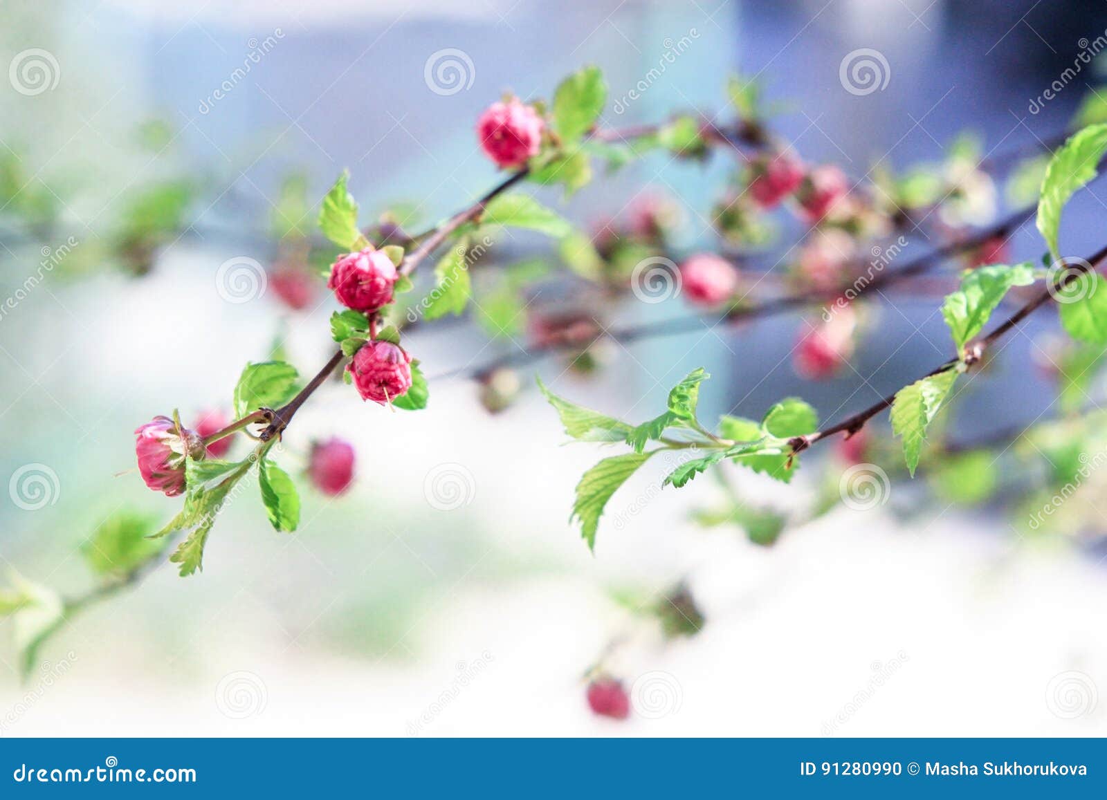Pink buds of small flowers stock photo. Image of branch - 91280990