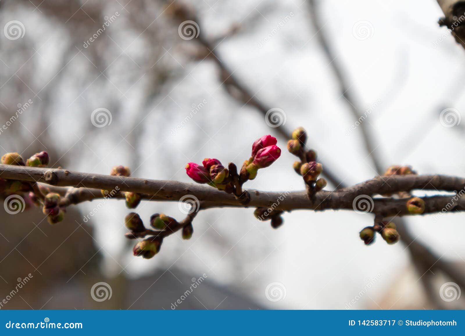 Pink Buds of Trees. Beautiful Nature Scene with Blooming Sakura Tree ...
