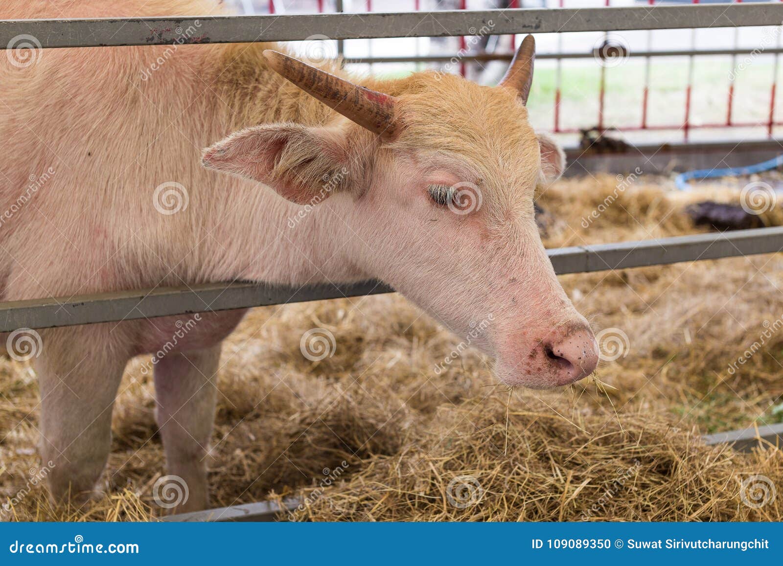 The pink buffalo stock photo. Image of grass, domestic - 109089350