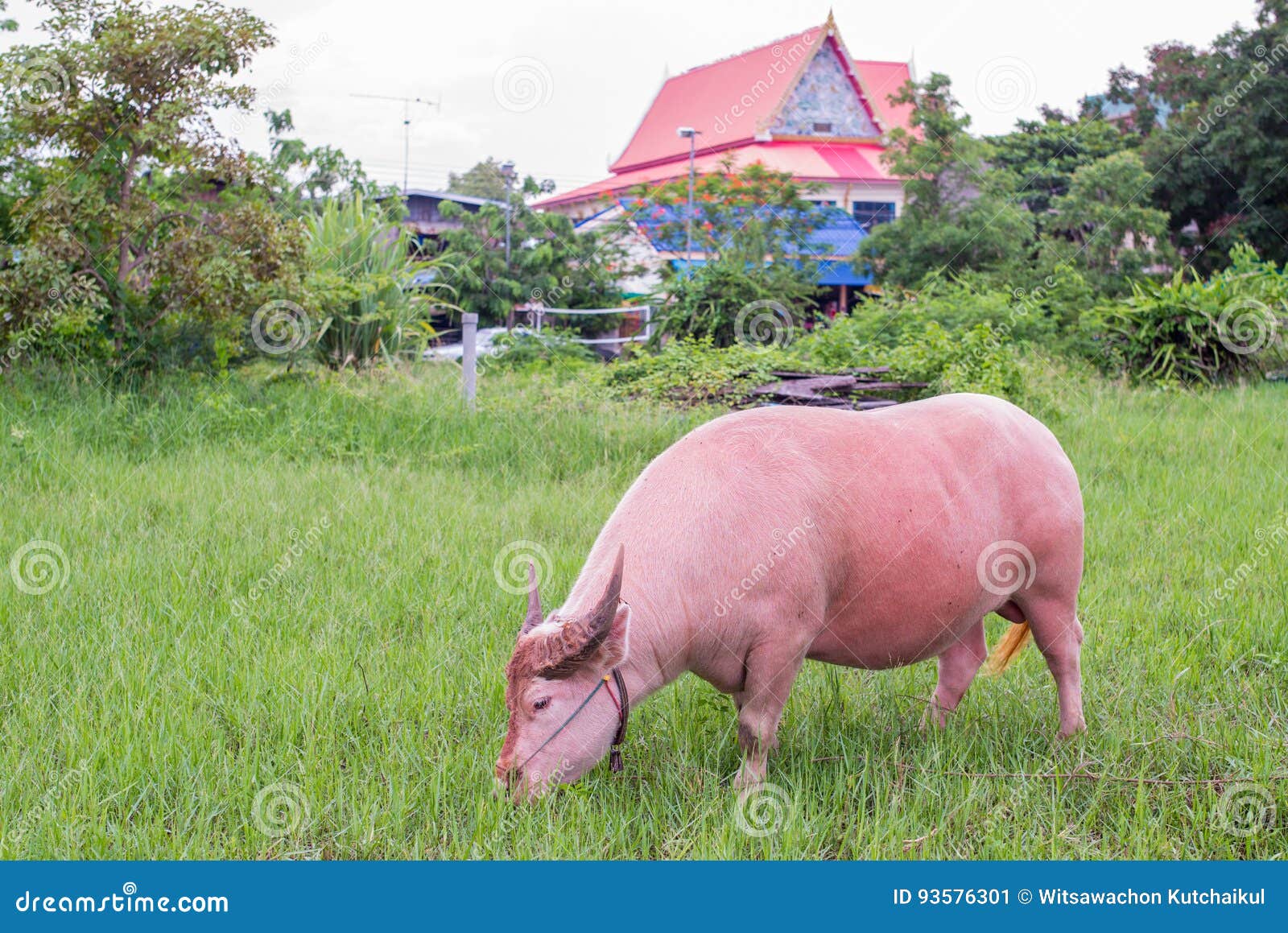 Pink buffalo stock image. Image of mammal, head, gene - 93576301