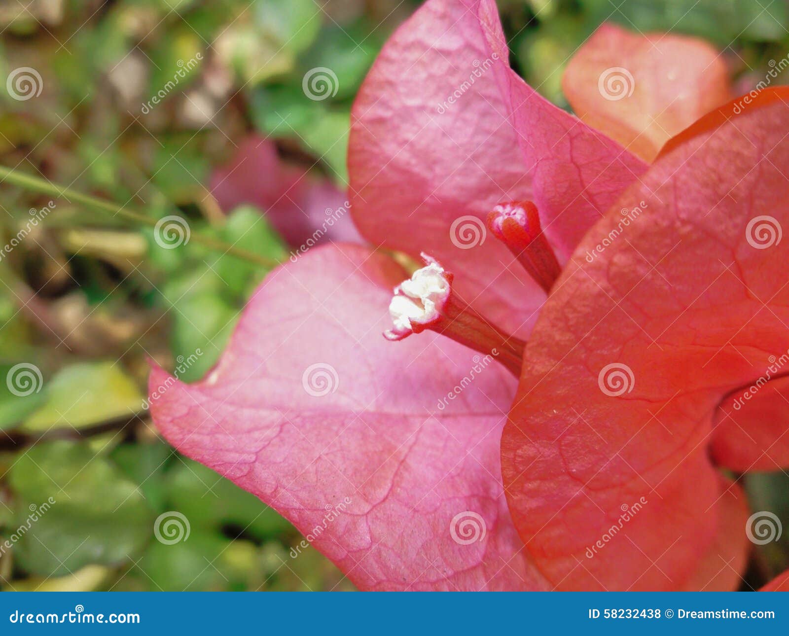 Pink Bugambilia stock photo. Image of bugambilia, nature - 58232438