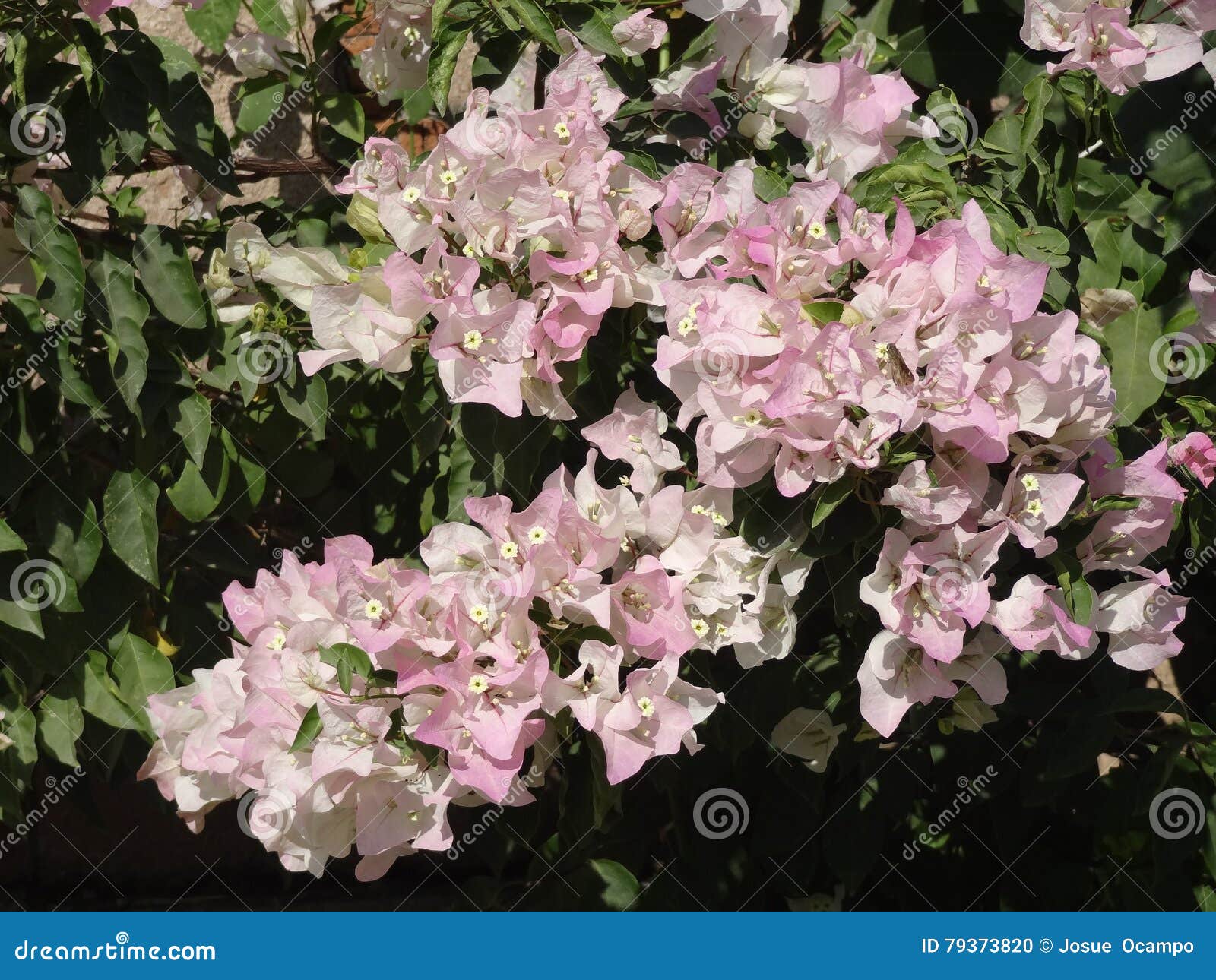 Pink Bugambilia Flower stock photo. Image of mexico, rosa - 79373820