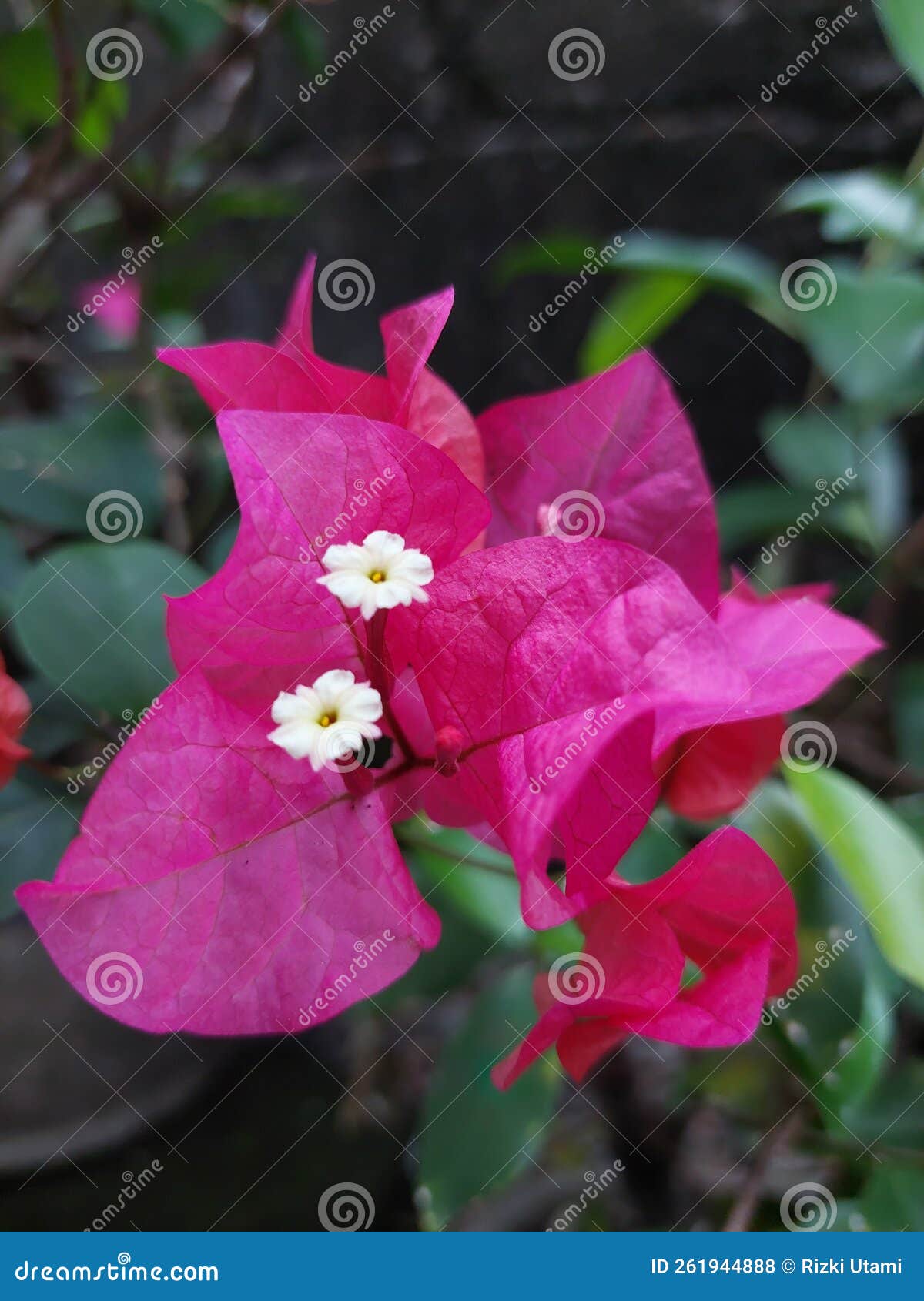 169 Bugenvil Pink Flower Stock Photos - Free & Royalty-Free Stock ...