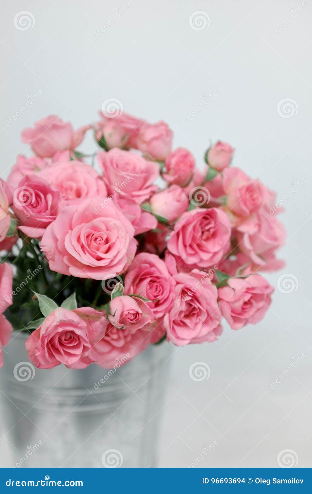 Pink Bush Roses in a Bucket Stock Photo - Image of dark, full: 96693694
