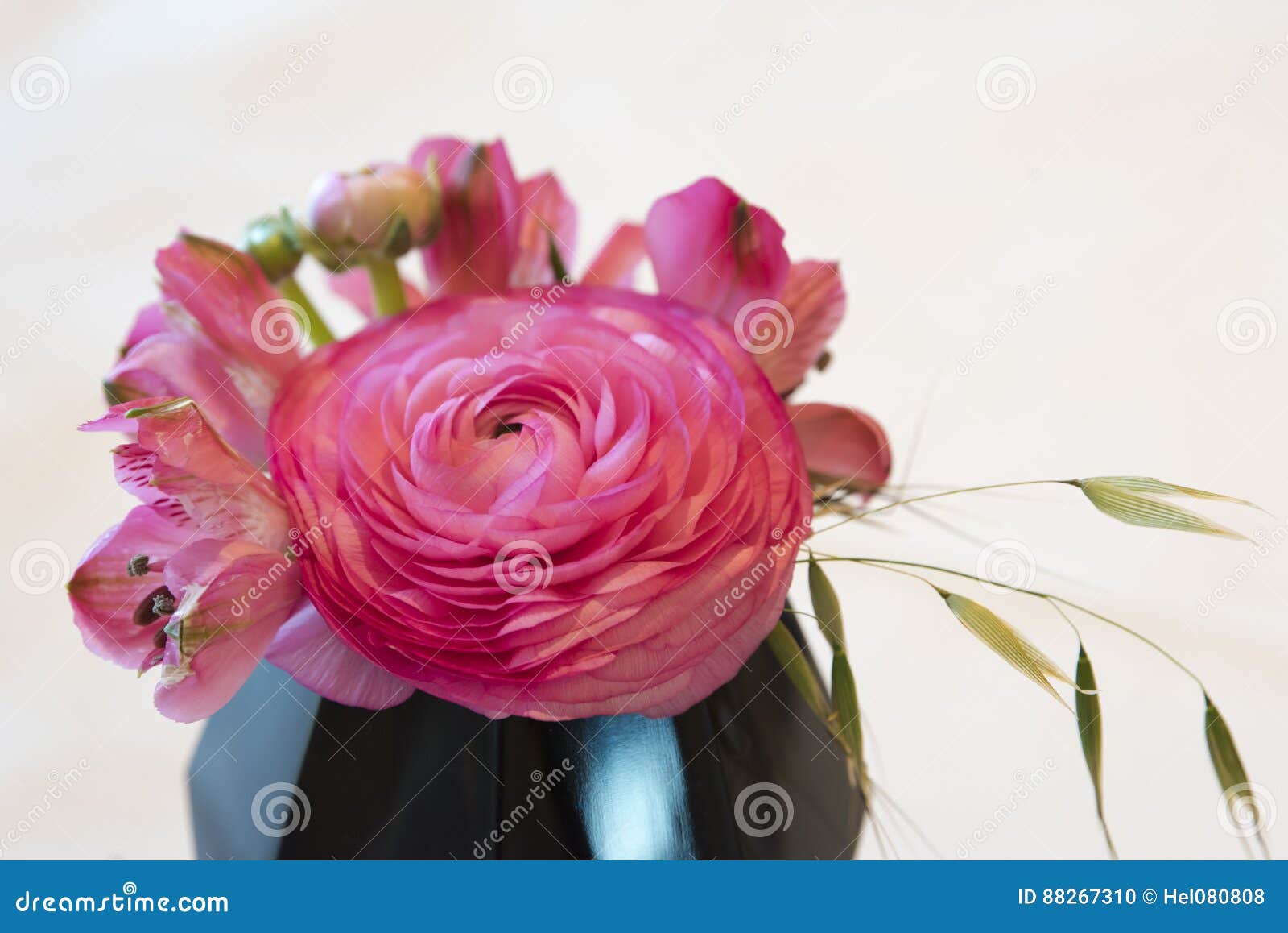 Pink buttercup stock photo. Image of floristic, spring - 88267310