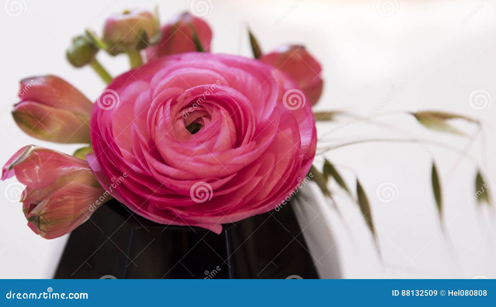 Pink buttercup stock image. Image of blooming, table - 88132509
