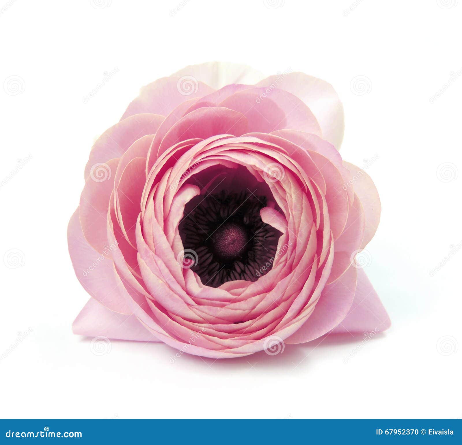 Pink Buttercup, Ranunculus or Peony Stock Photo - Image of macro, peony ...