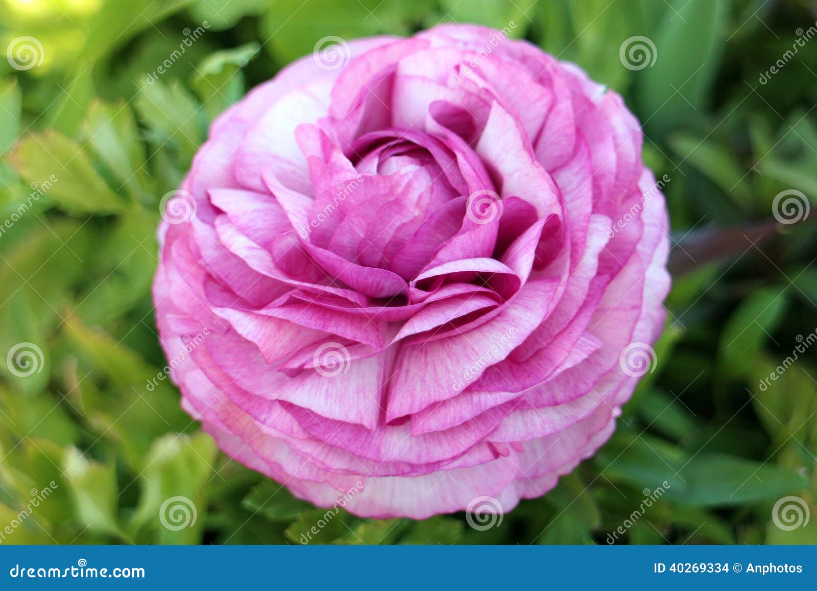 Pink buttercup stock photo. Image of soft, ranunculales - 40269334